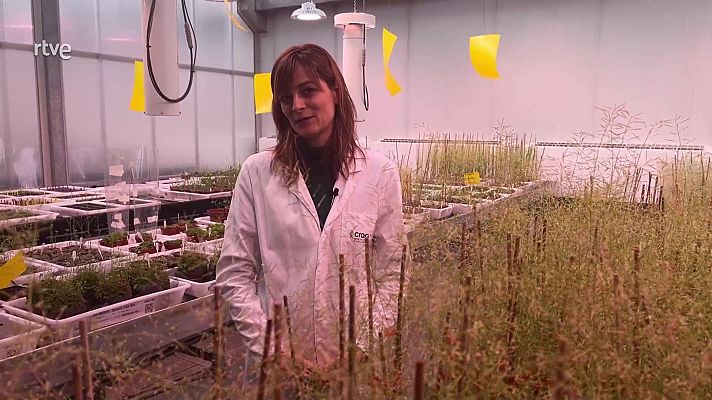 Plantes i sequera - Va de Verd | RTVE Catalunya